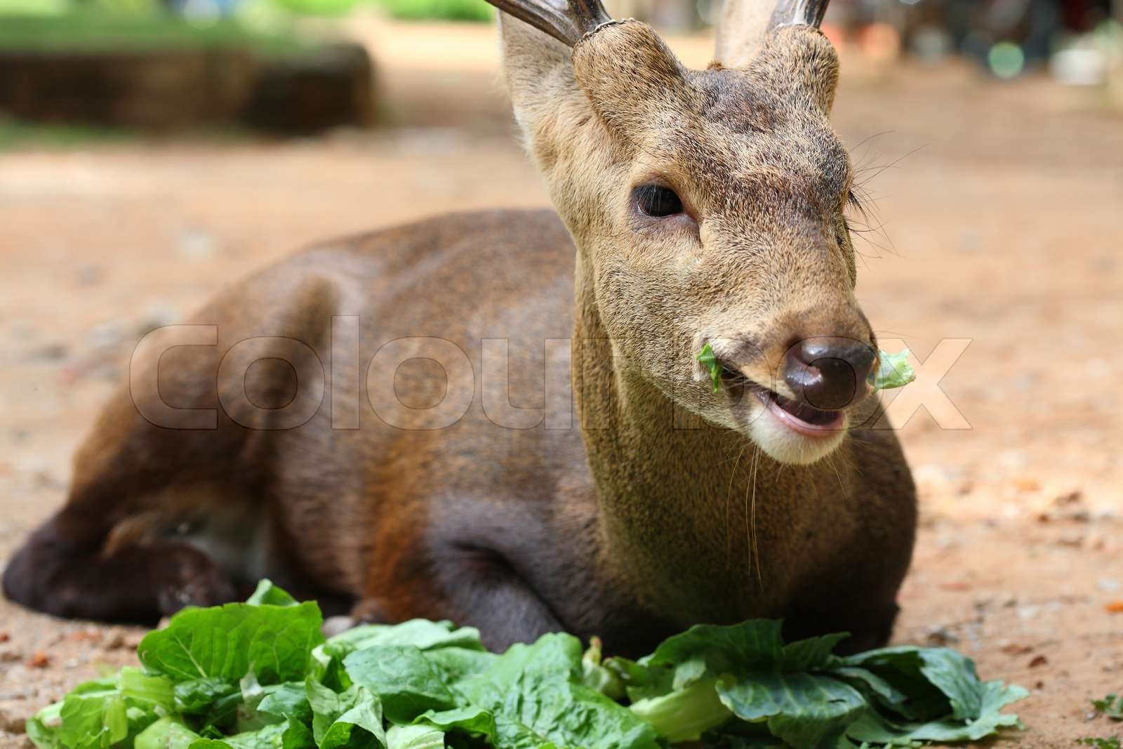 deer eating plant | Stock image | Colourbox