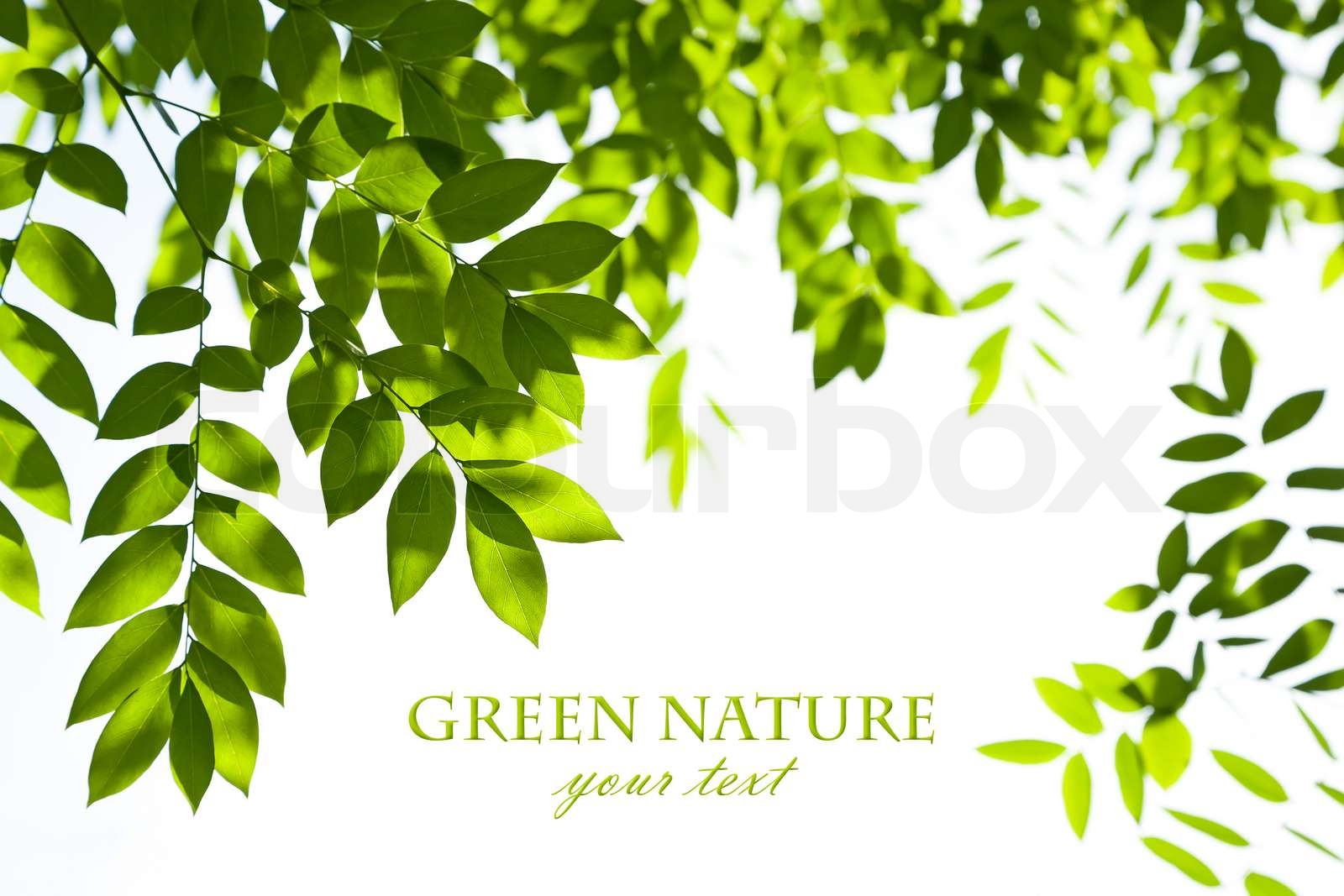 Natur baggrund blade ramme | Stock foto | Colourbox