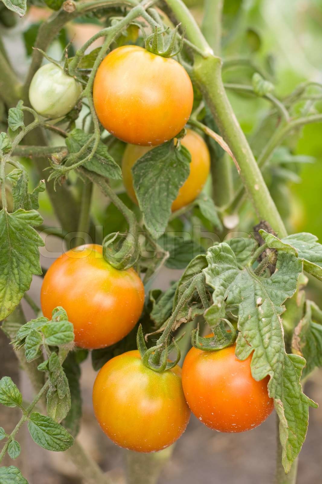 Unripe tomatoes | Stock image | Colourbox