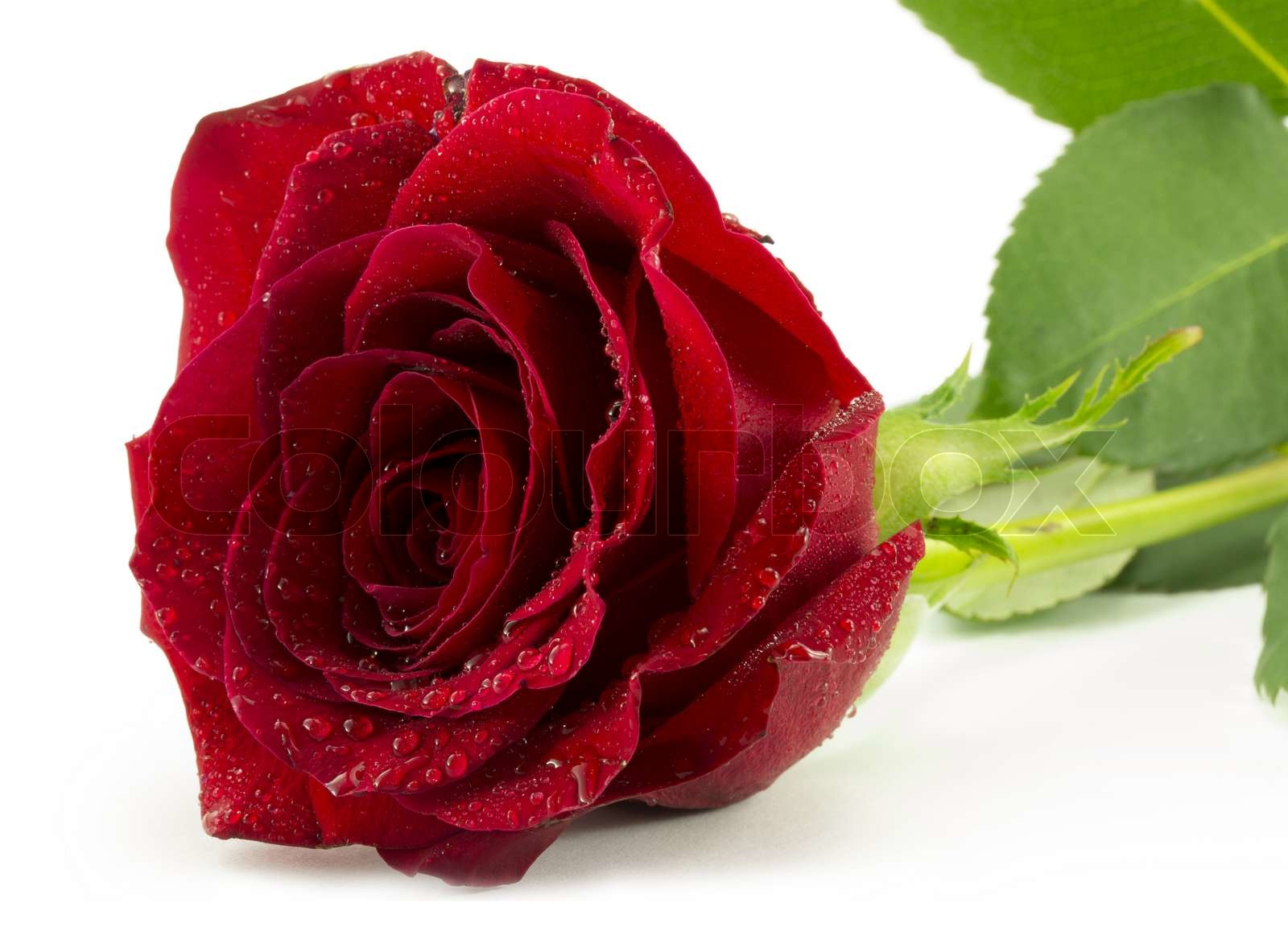 red Rose | Stock image | Colourbox