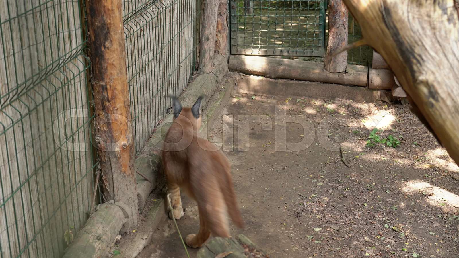 Rescued Eurasian lynx running around the cage looking for a way out and ...