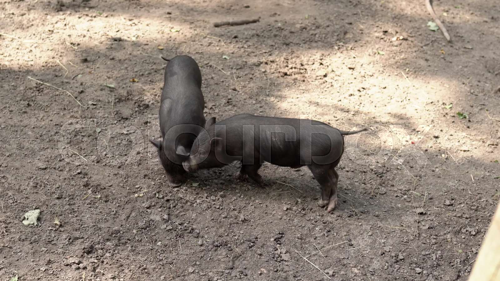 Two cute pigs living in farm sniff and dig the ground in search of ...