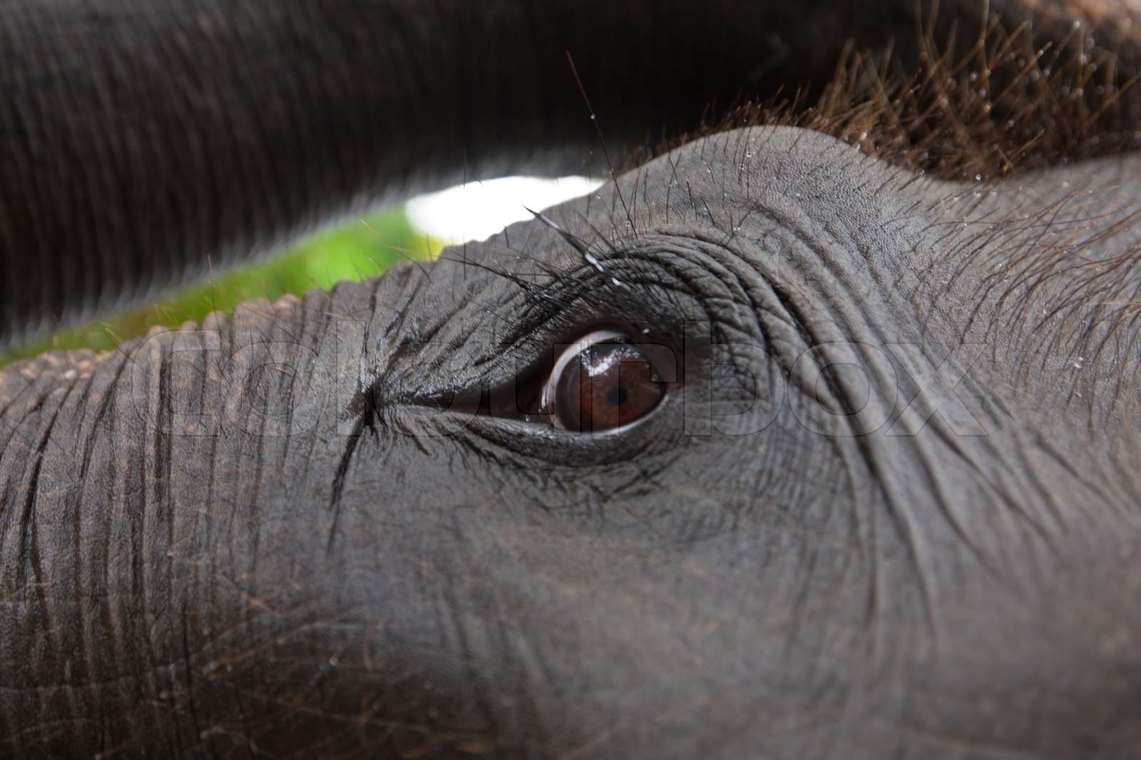 Asian elephant eyes are lookingup | Stock image | Colourbox