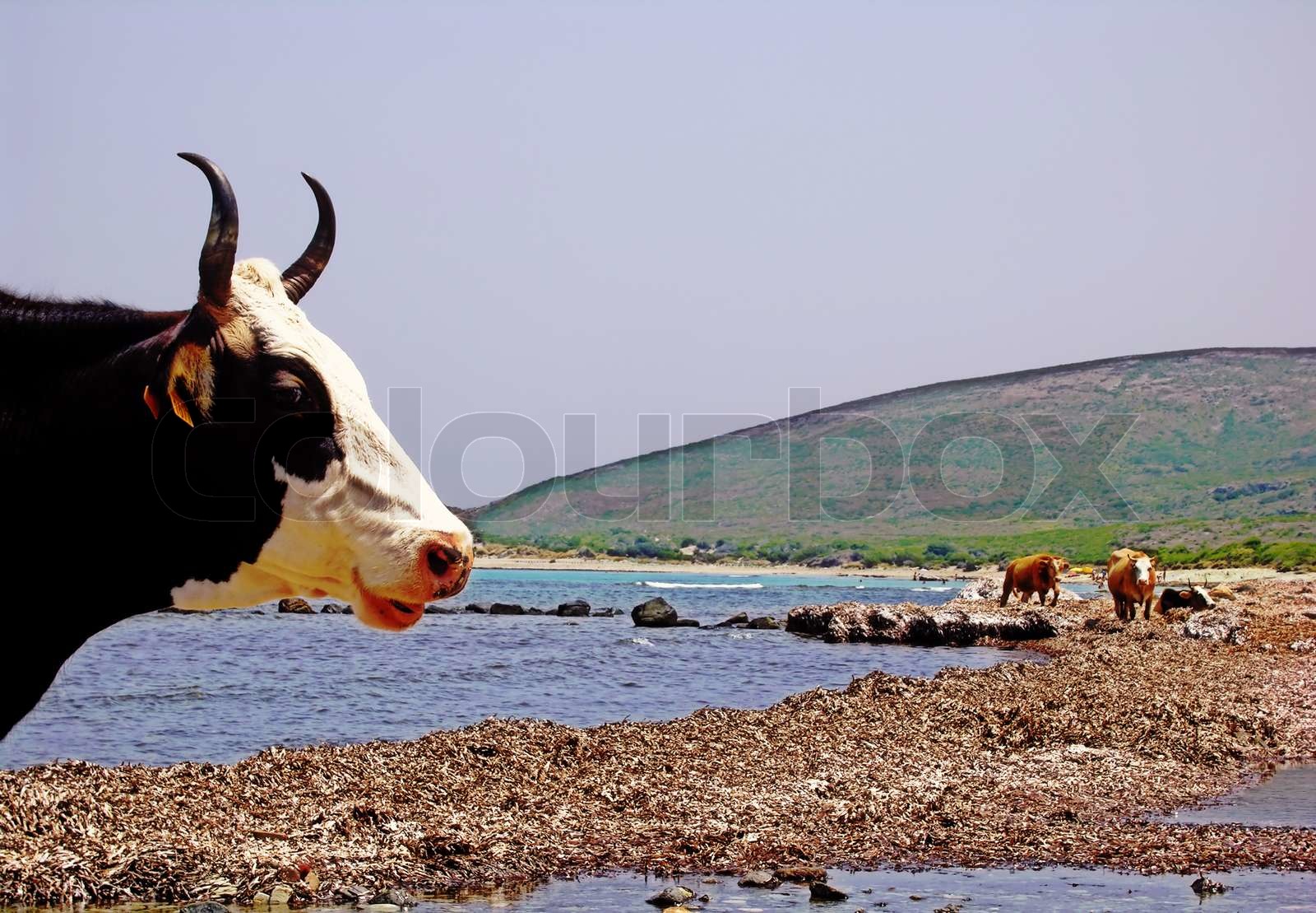 Cow an beach | Stock image | Colourbox