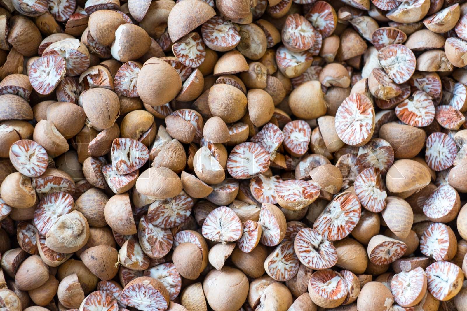 Betel Nut | Stock image | Colourbox