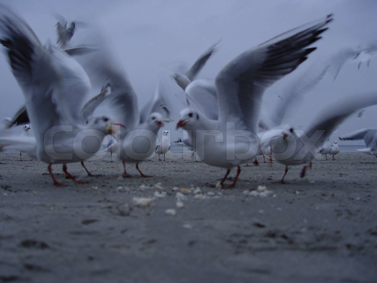 Flock of seagulls feeding on beach | Stock image | Colourbox