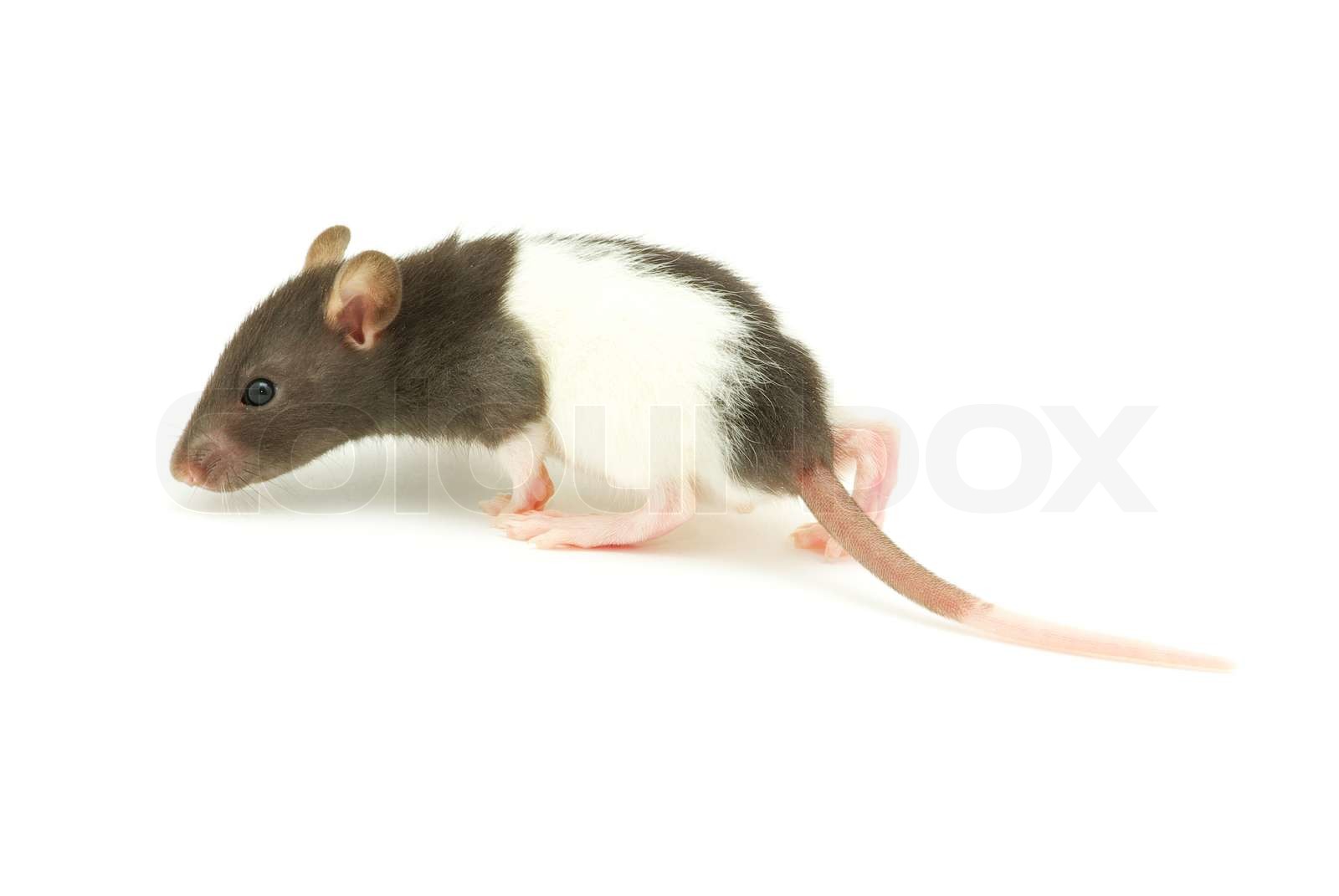 rat | Stock image | Colourbox
