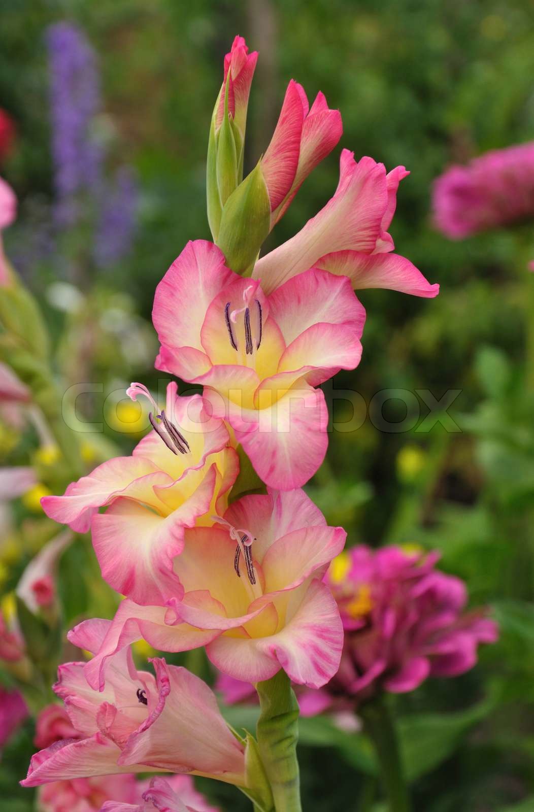 Bright pink gladiolus | Stock image | Colourbox
