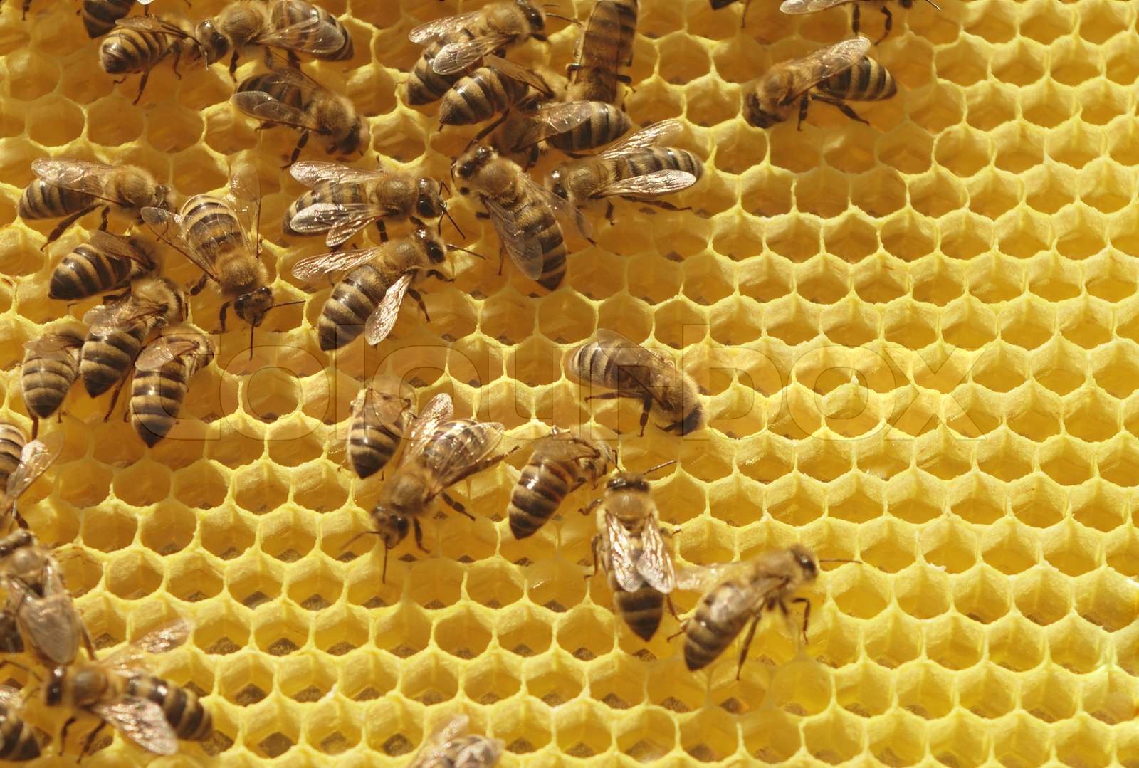 Wunderbar Wie Vermehren Sich Bienen Bilder