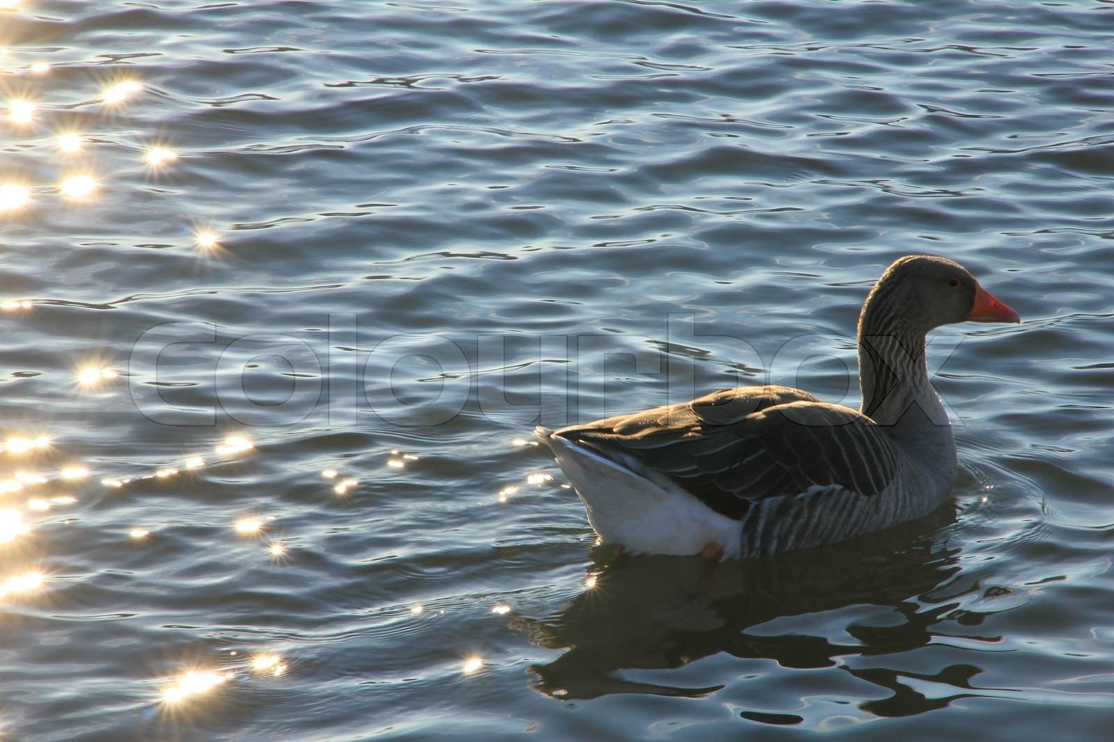 Swimming goose. | Stock image | Colourbox