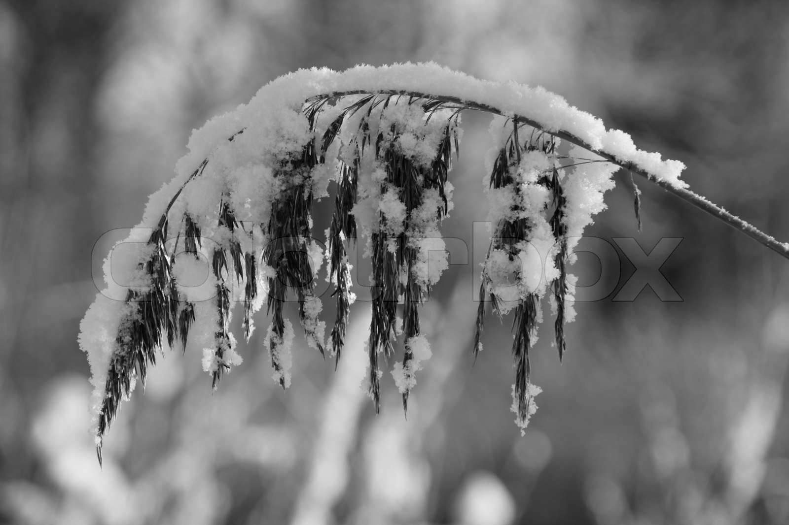 Bending reed. | Stock image | Colourbox