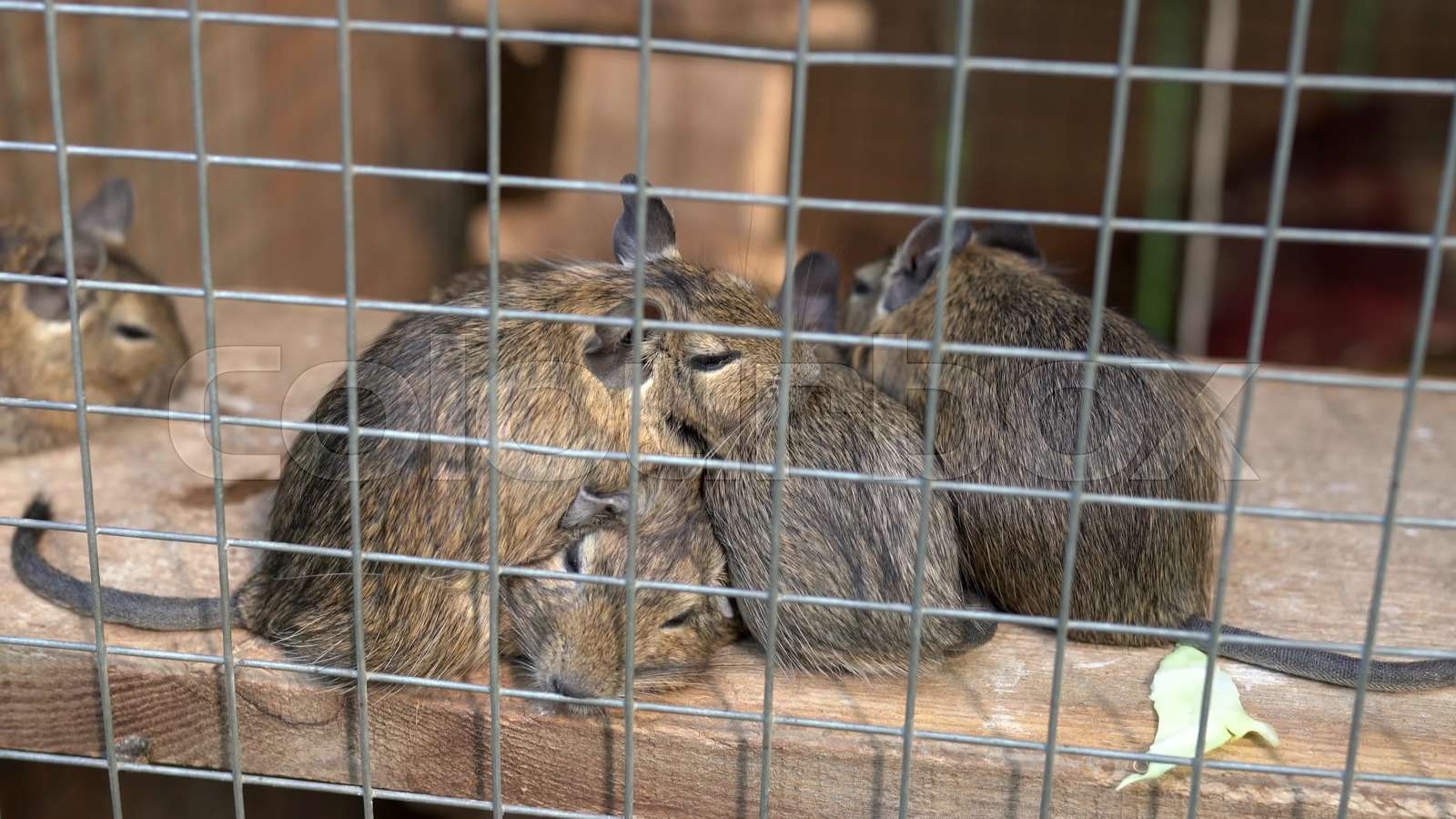 Group of cute decorative common degu lie on top of each other. Home ...