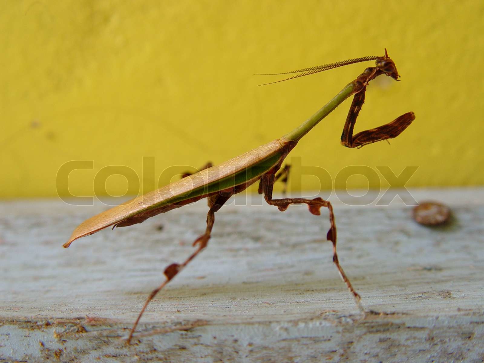 Stick insect walking | Stock image | Colourbox