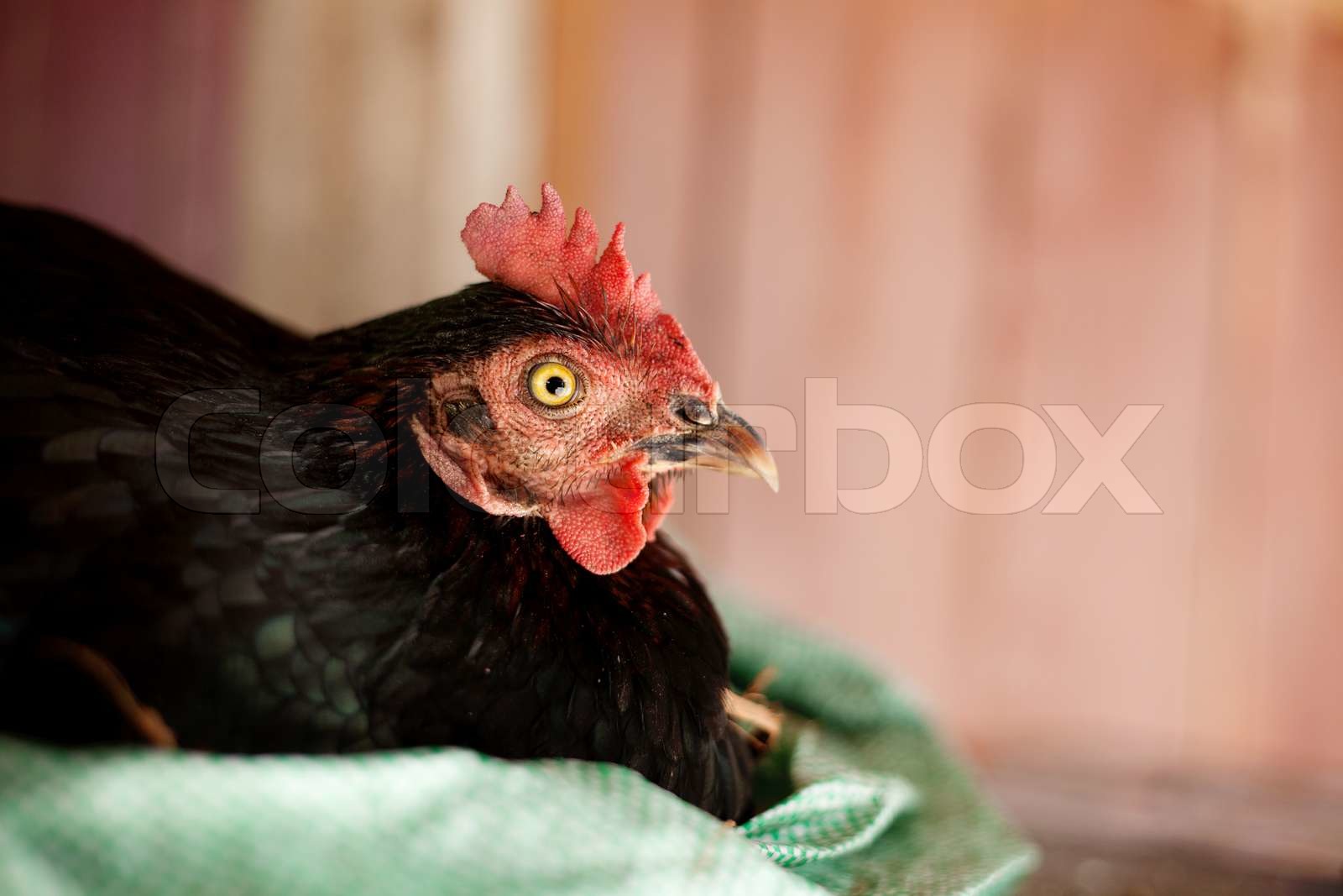 Chicken Eye | Stock image | Colourbox