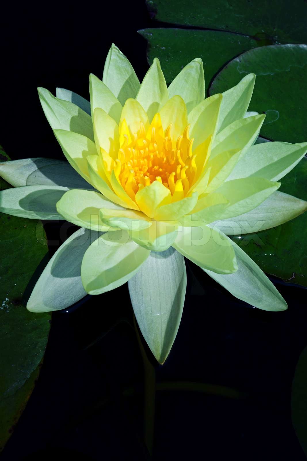Yellow water lily | Stock image | Colourbox