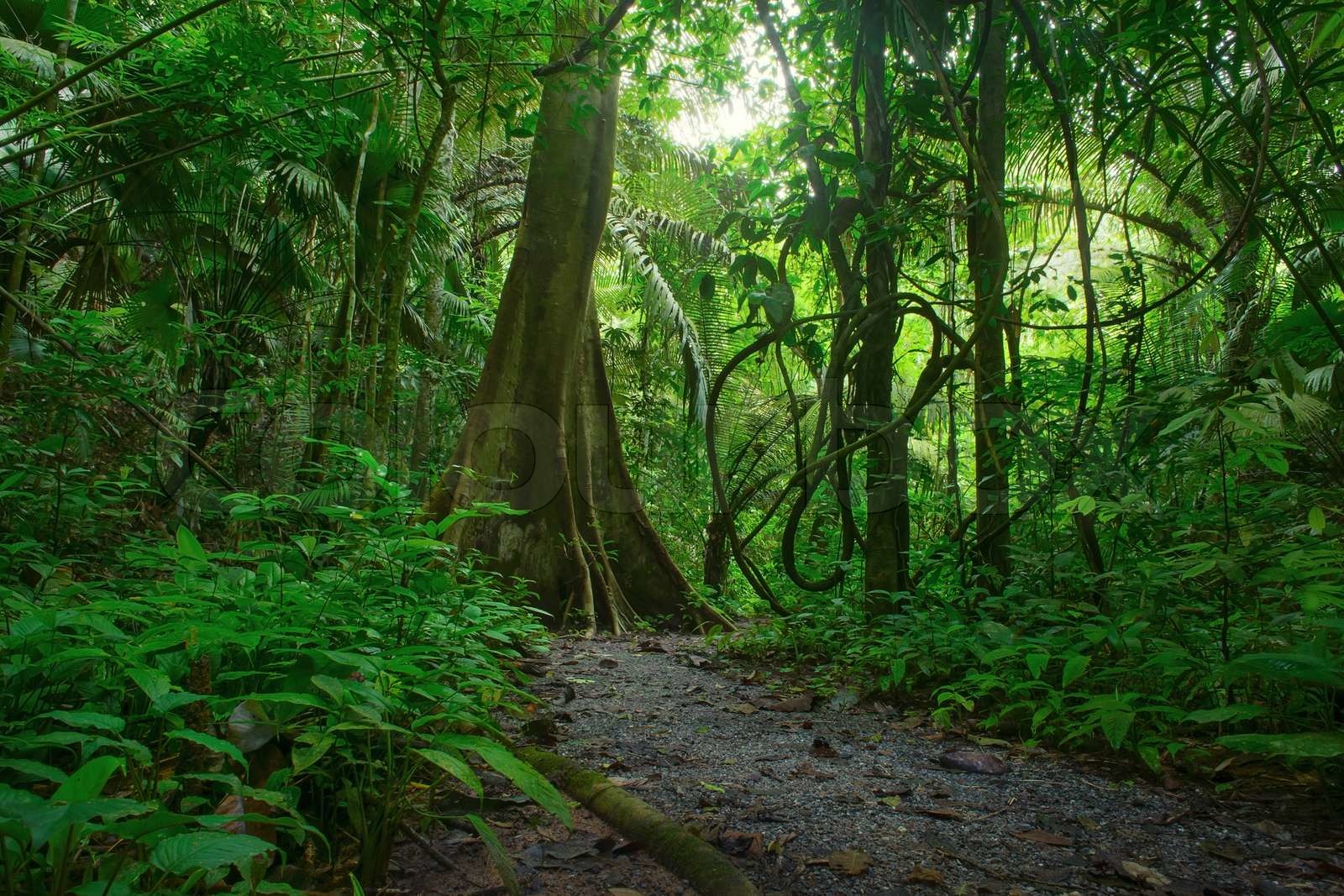 Große Bäume und Grünpflanzen Geheimnis Landschaft in Thailand ...