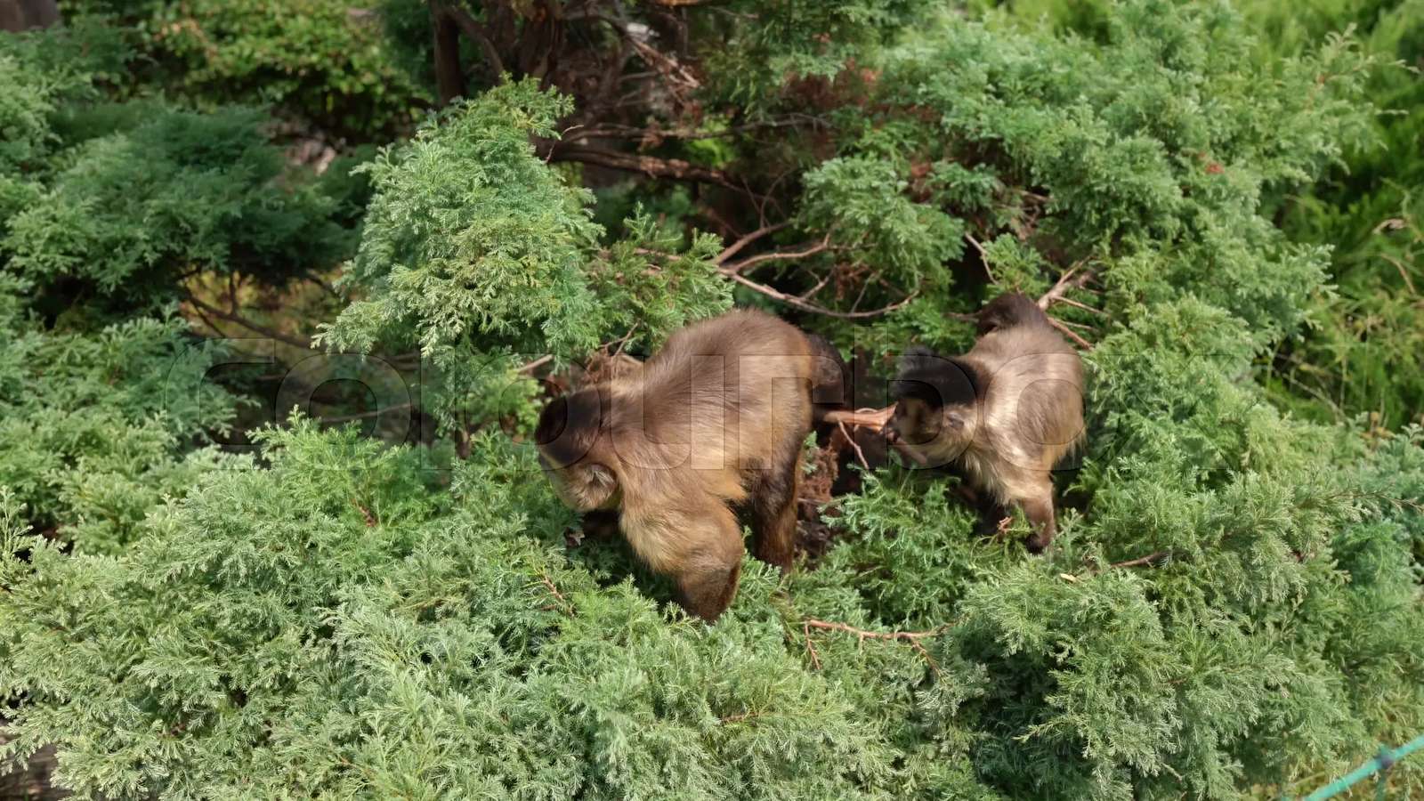 Two black-horned Capuchin sitting on tree branch in the tropical forest ...