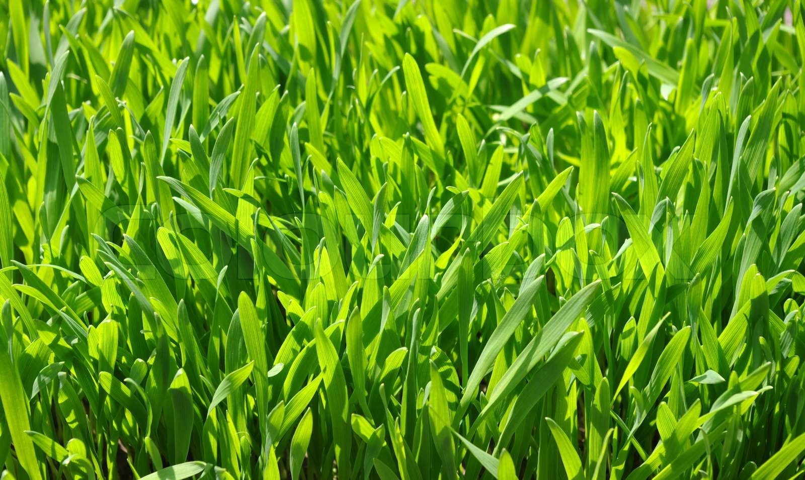 Hintergrund eines Gras | Stock Bild | Colourbox