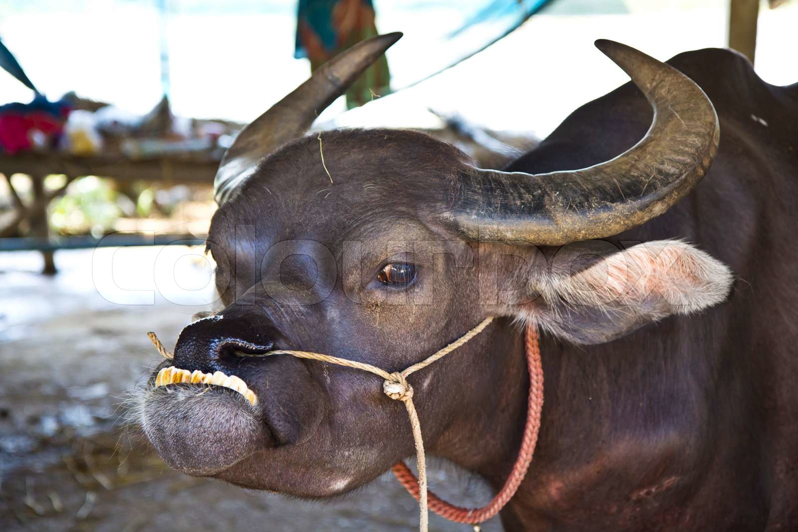 Thai buffaloes | Stock image | Colourbox