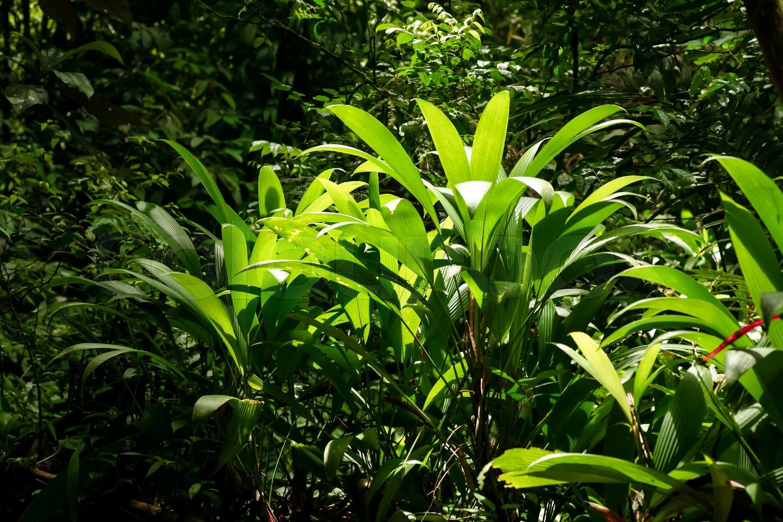 Tropical flora in the rainforest | Stock image | Colourbox