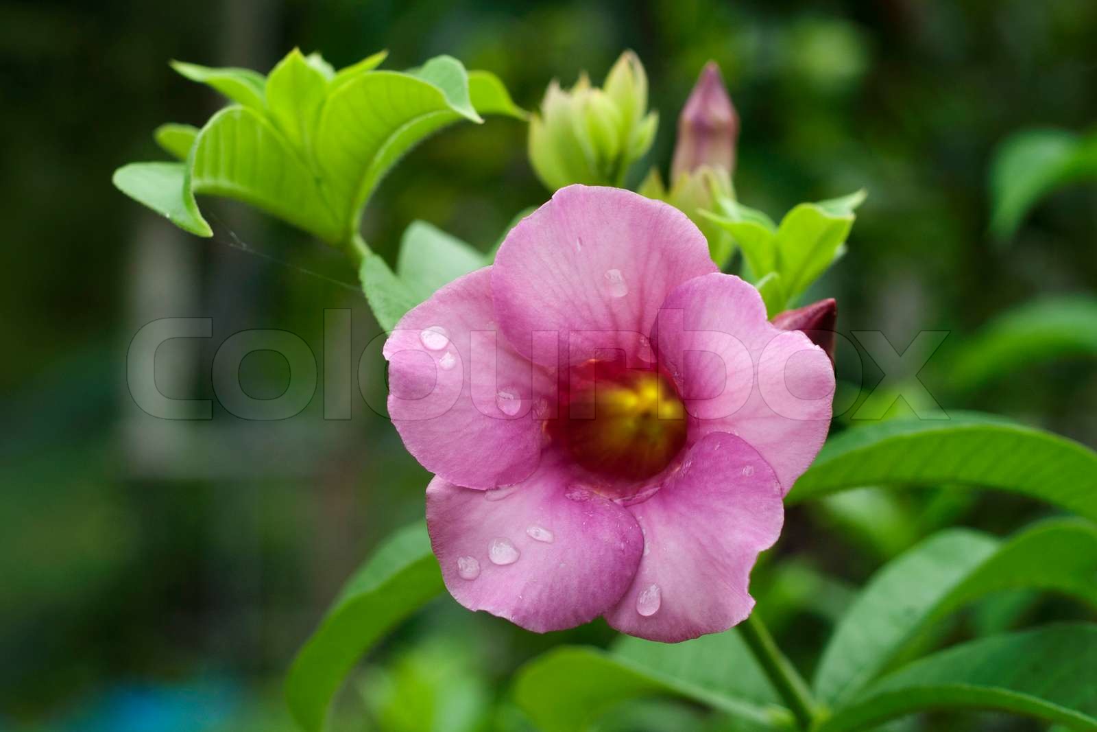 Allamanda Flowers | Stock image | Colourbox