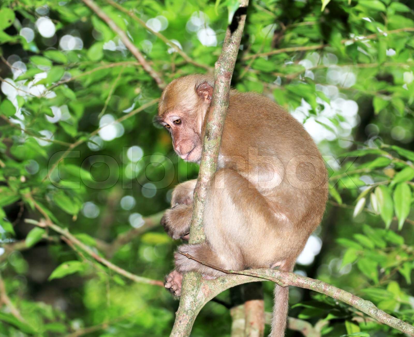 Monkey on the tree | Stock image | Colourbox