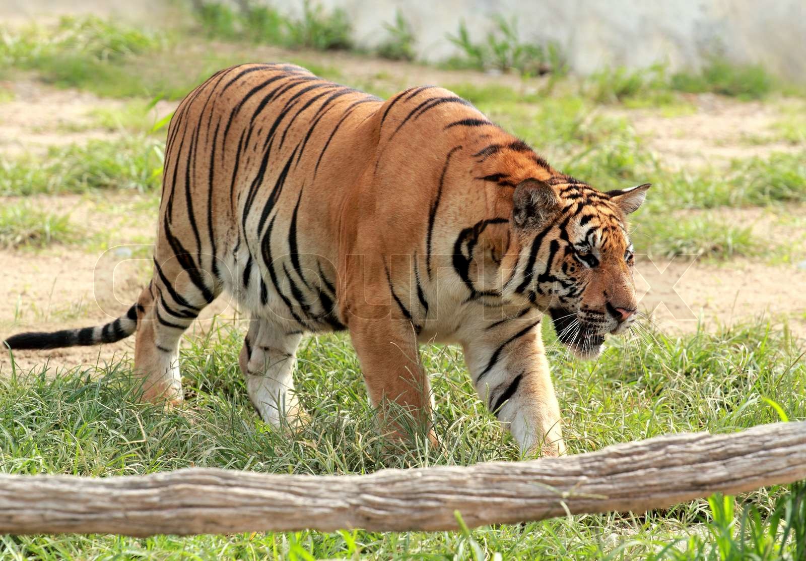 Königstiger | Stock Bild | Colourbox