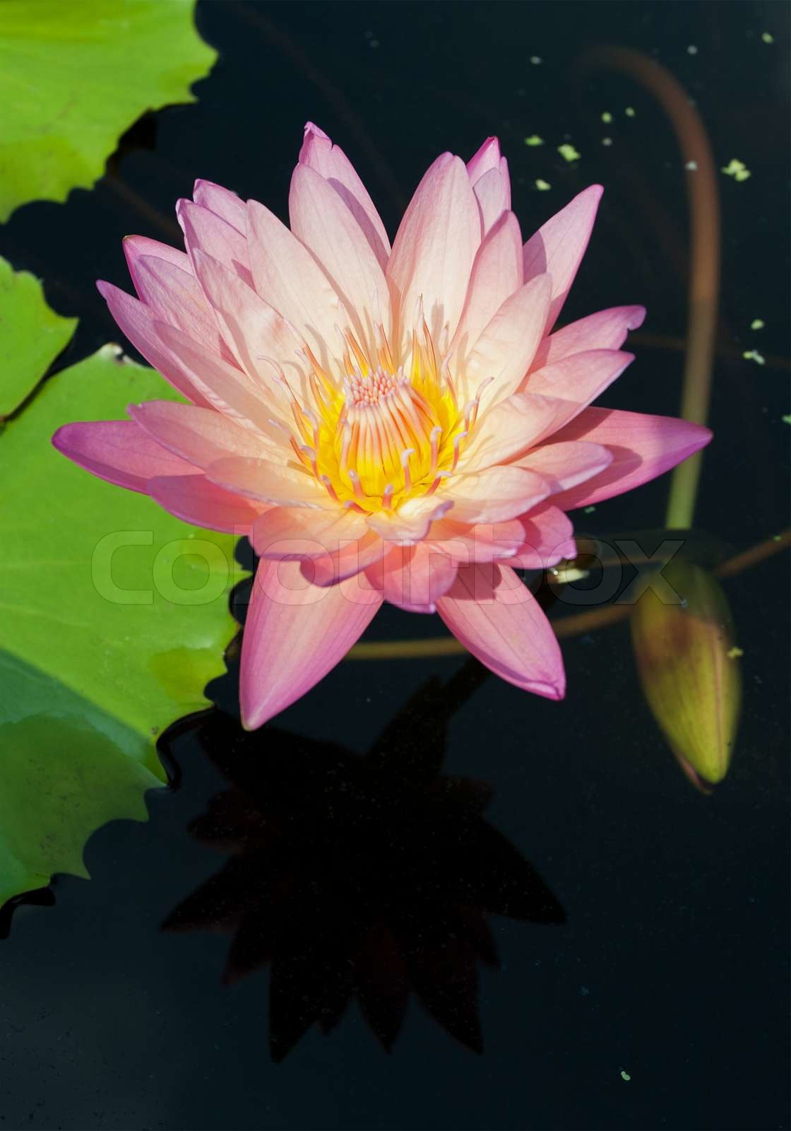 Pink Water Lily | Stock image | Colourbox
