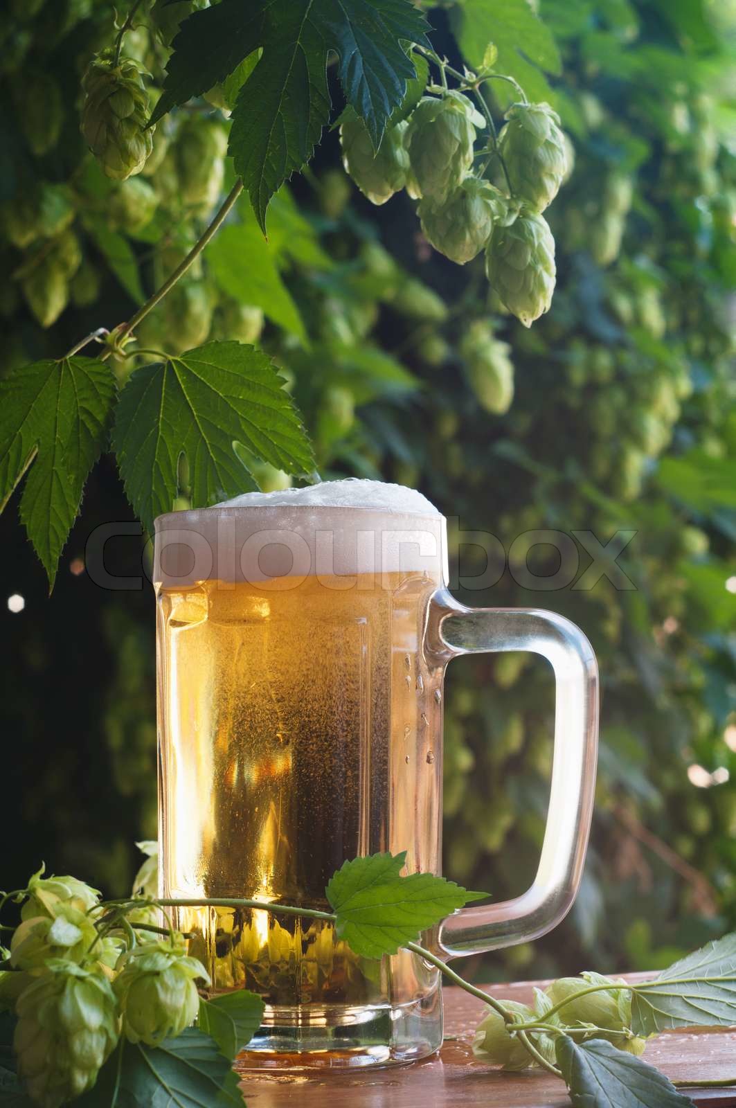 Øl og hop | Stock foto | Colourbox