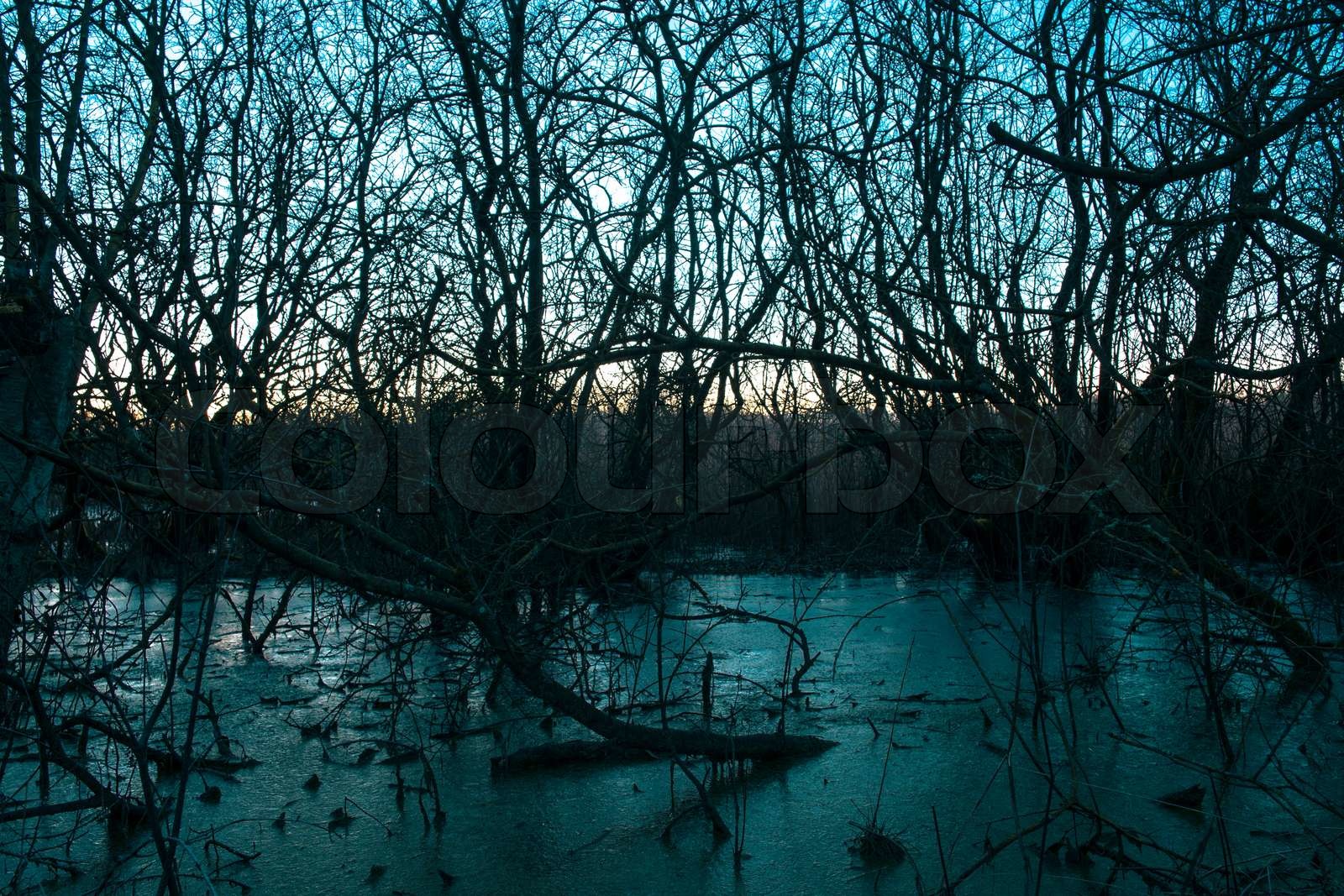 Dark Swamp With Trees Stock Image Colourbox