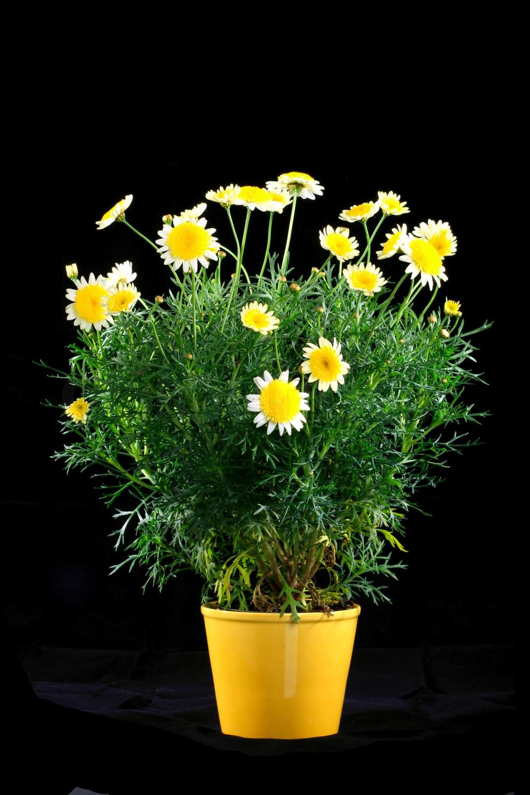 Pot with yellow daisy flower | Stock image | Colourbox