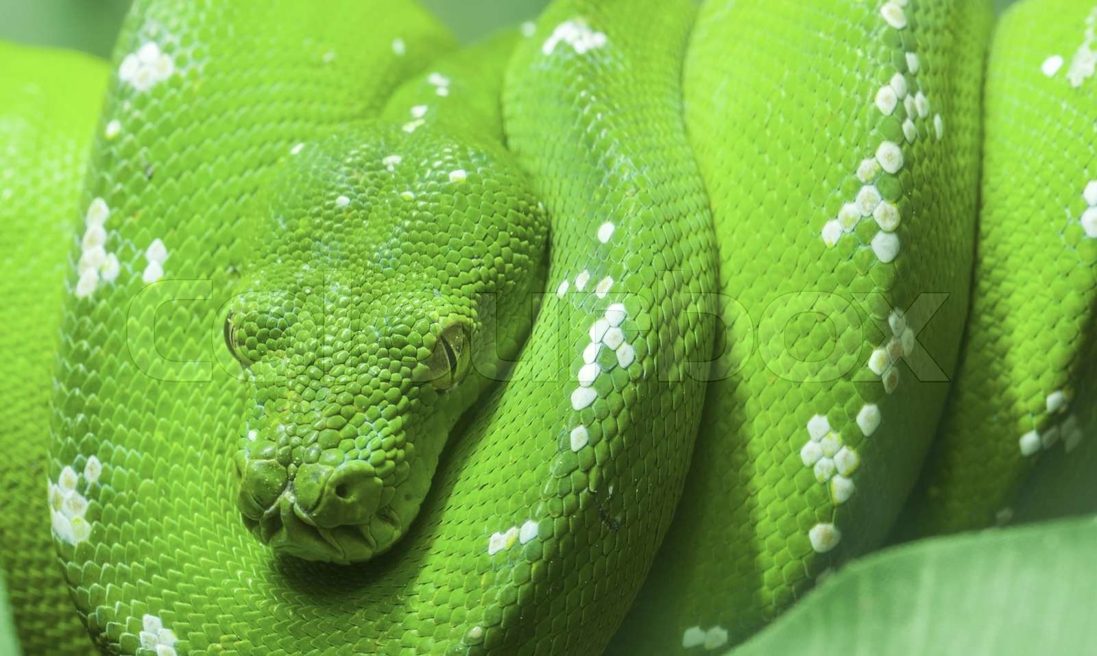 Green snake curled up on a branch | Stock image | Colourbox