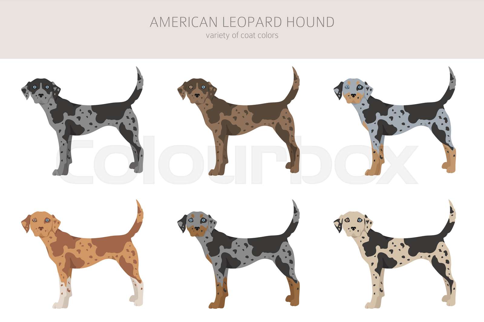 American Leopard Hound Puppies