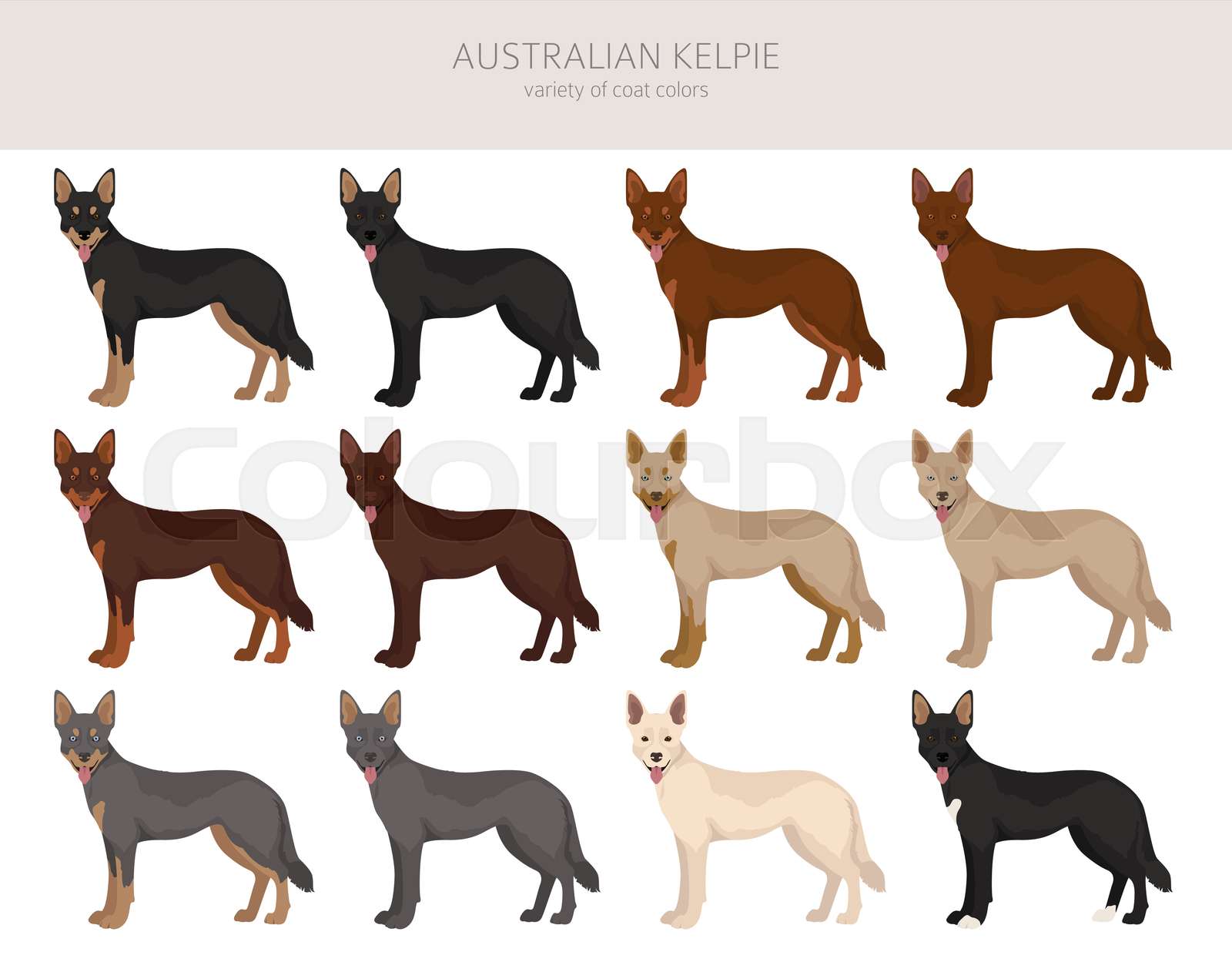 Fawn Australian Kelpie