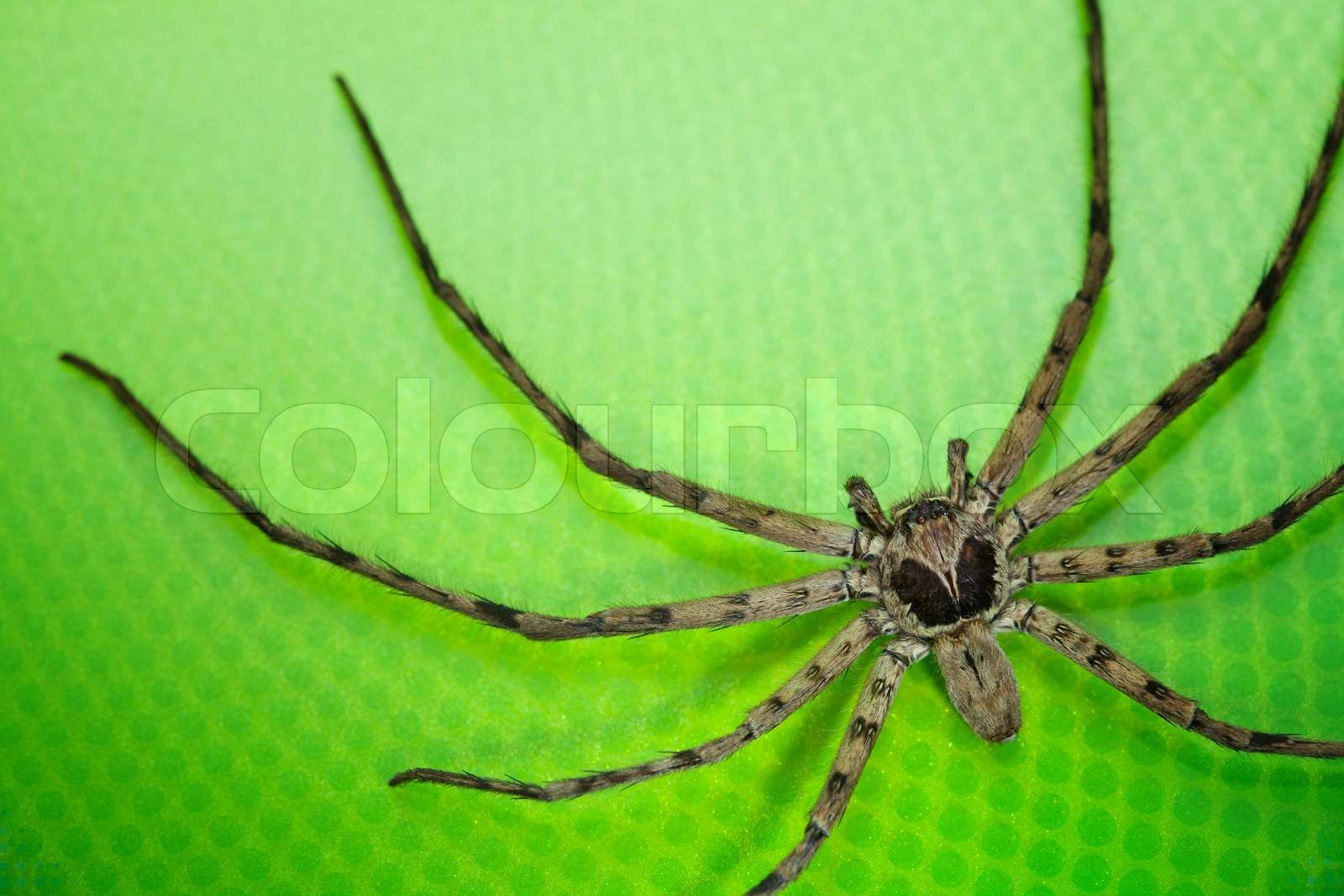 Cane Spider | Stock image | Colourbox