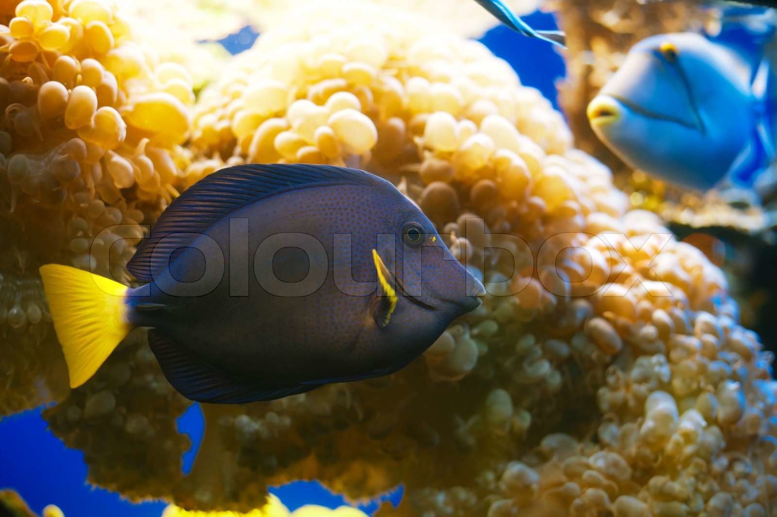 red sea fish | Stock image | Colourbox