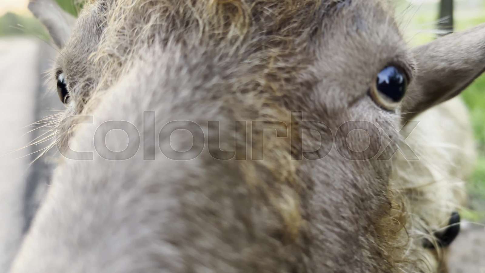 Curious male goat looking into camera and sniffing it outdoor. Cute ...