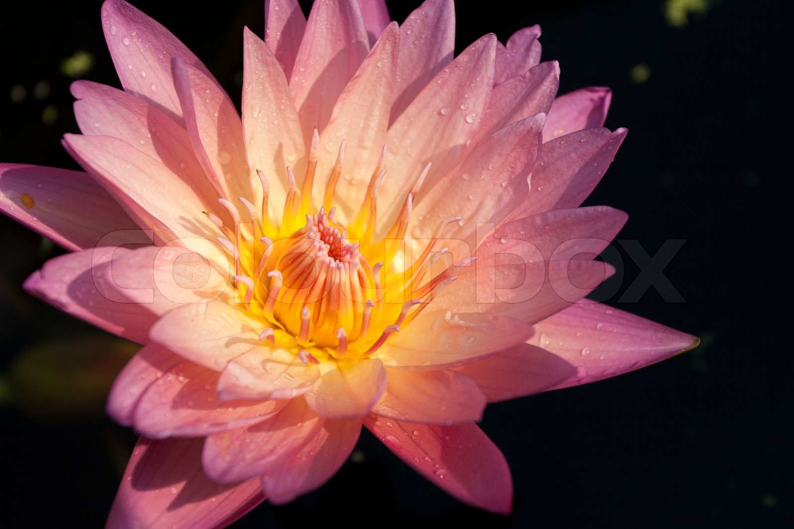 Pink Wate Lily | Stock image | Colourbox