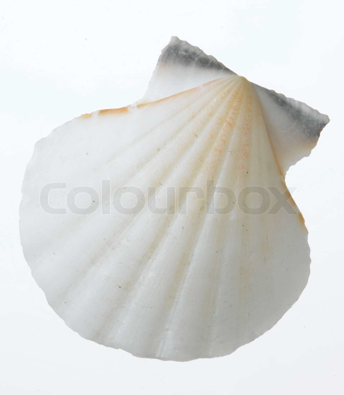 Nærbillede af en hvid musling | Stock foto | Colourbox