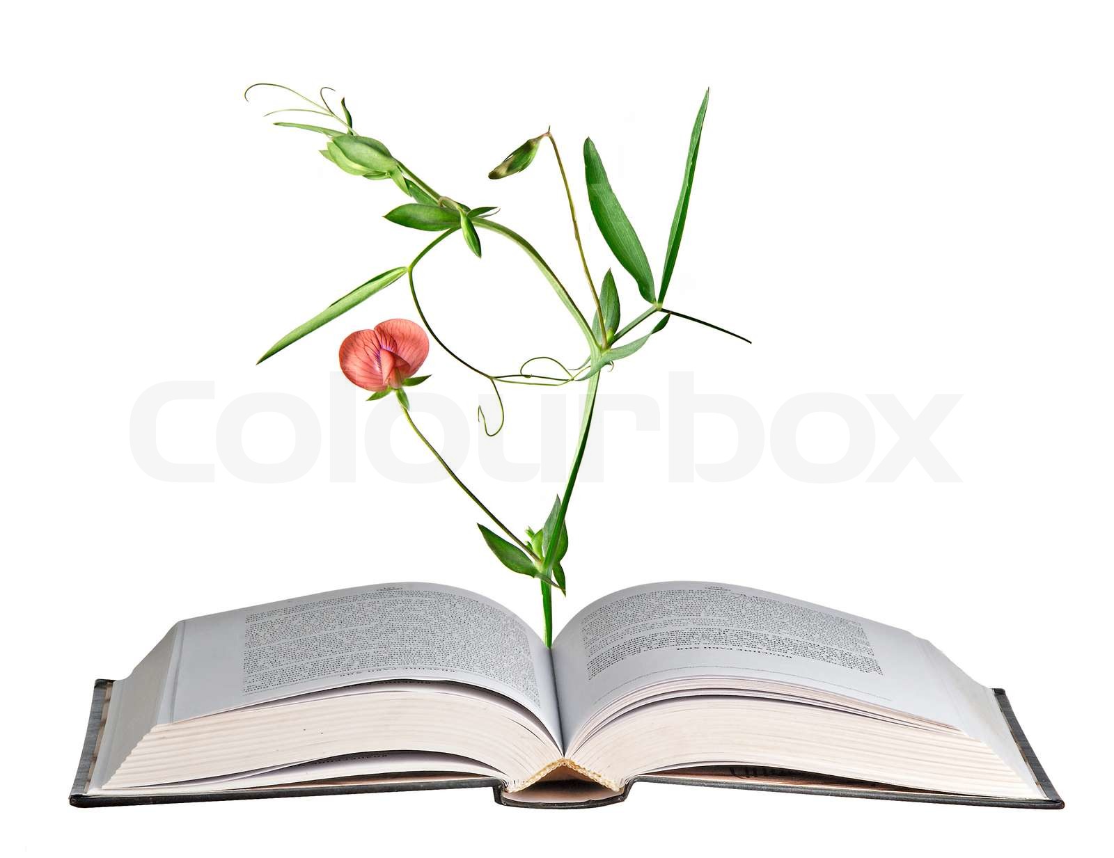 Blume wächst aus offenes Buch | Stock Bild | Colourbox