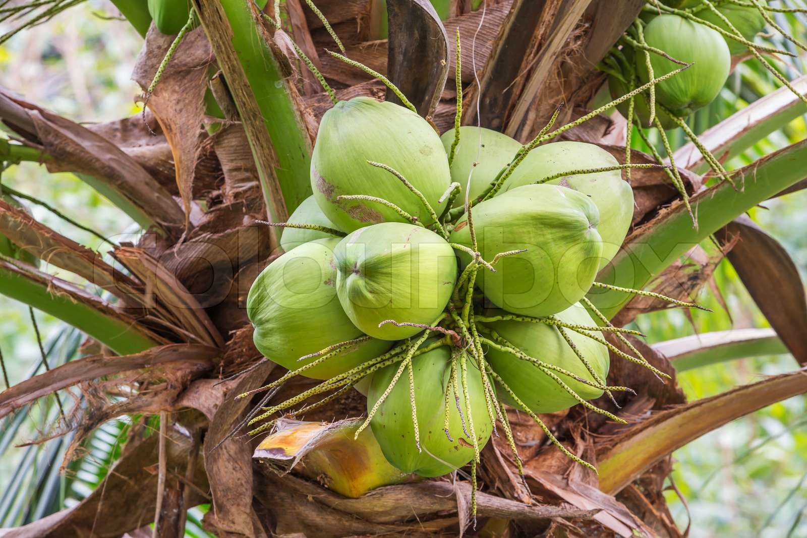 Bunch of coconuts | Stock image | Colourbox