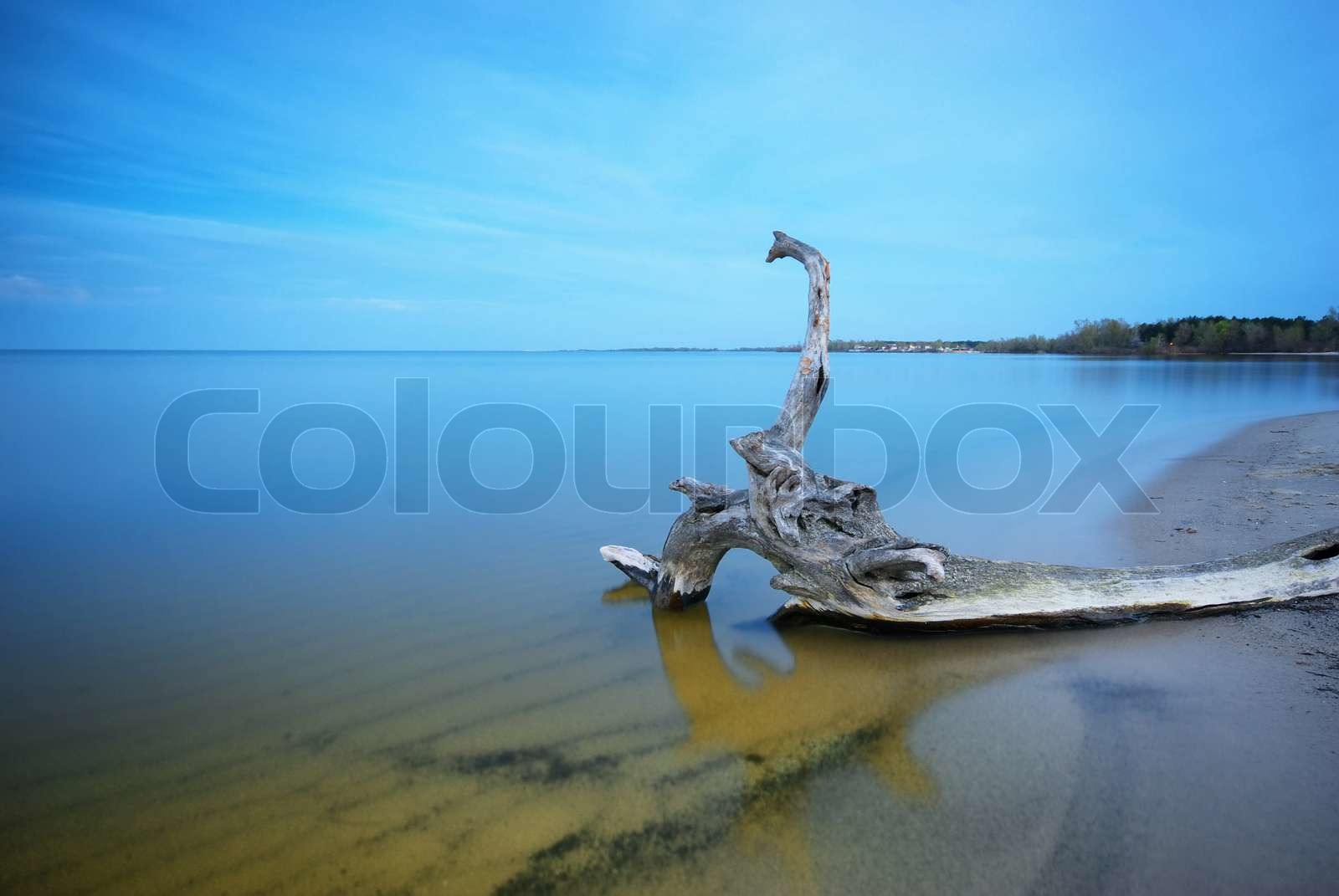 Snag in water | Stock image | Colourbox