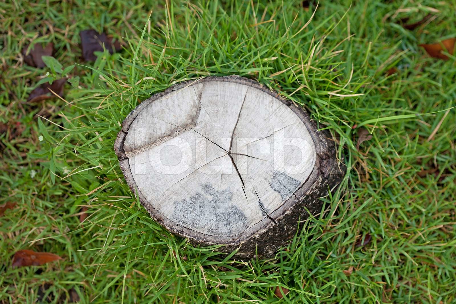Tree stub | Stock image | Colourbox