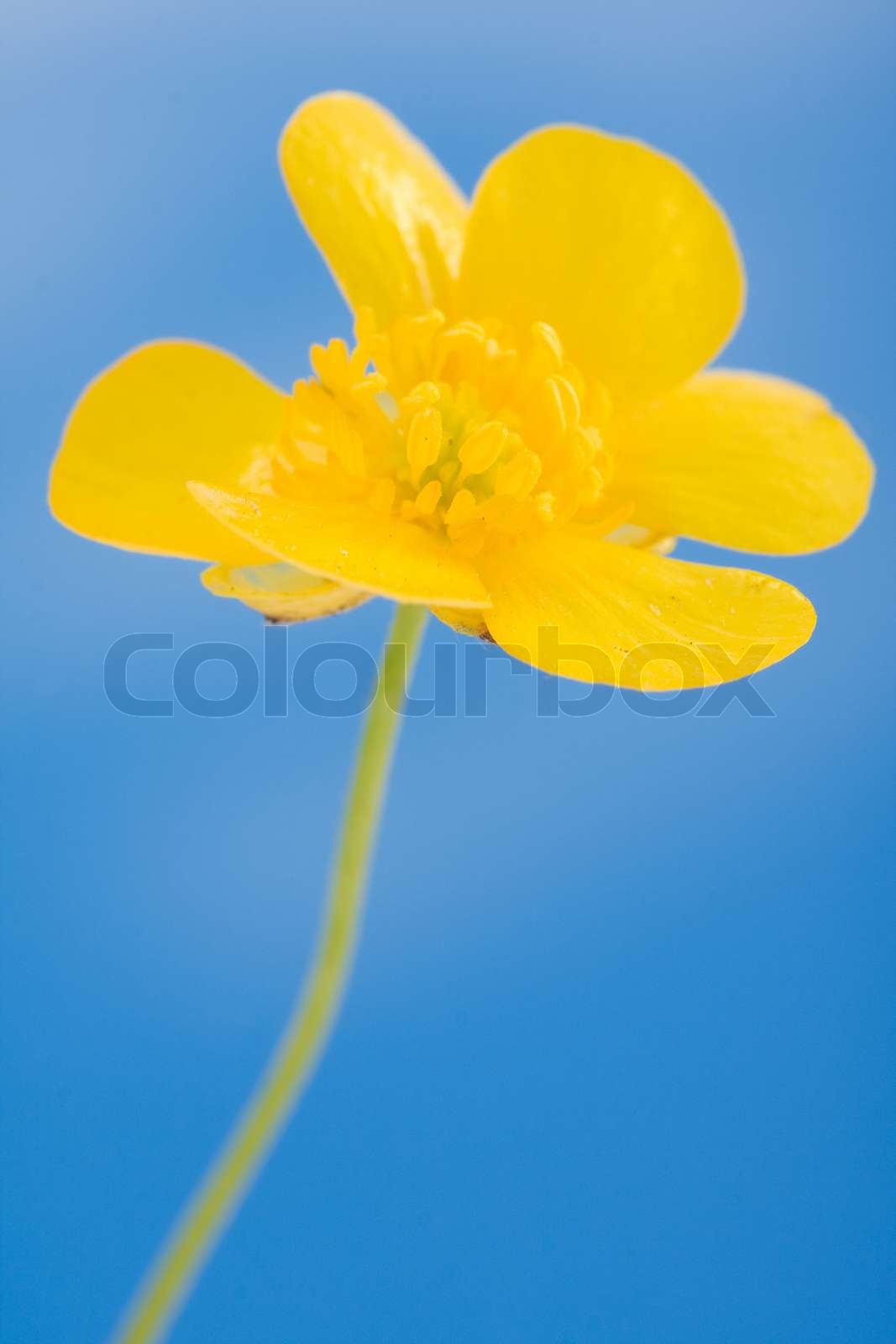 yellow buttercup | Stock image | Colourbox