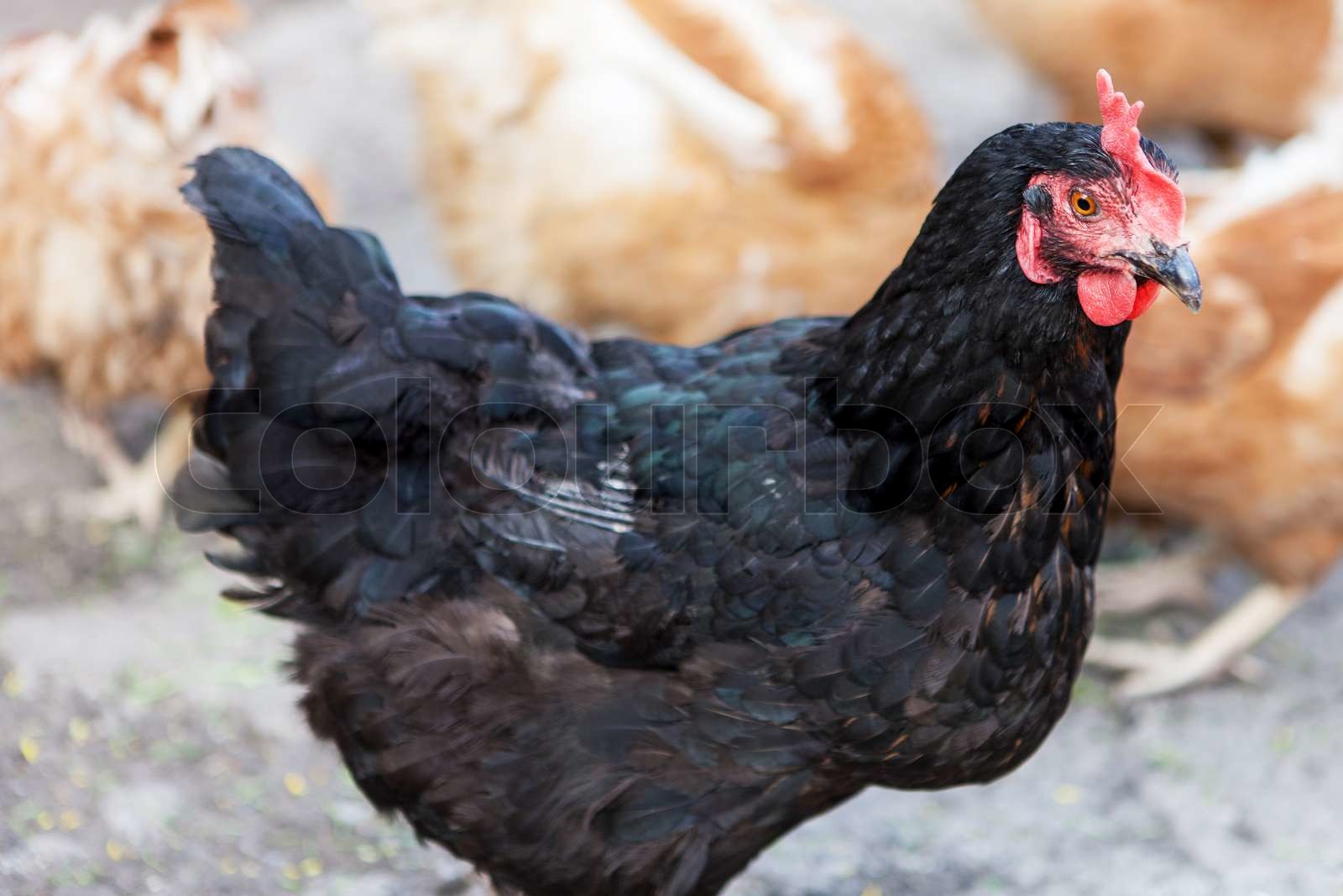 Black Hen | Stock image | Colourbox