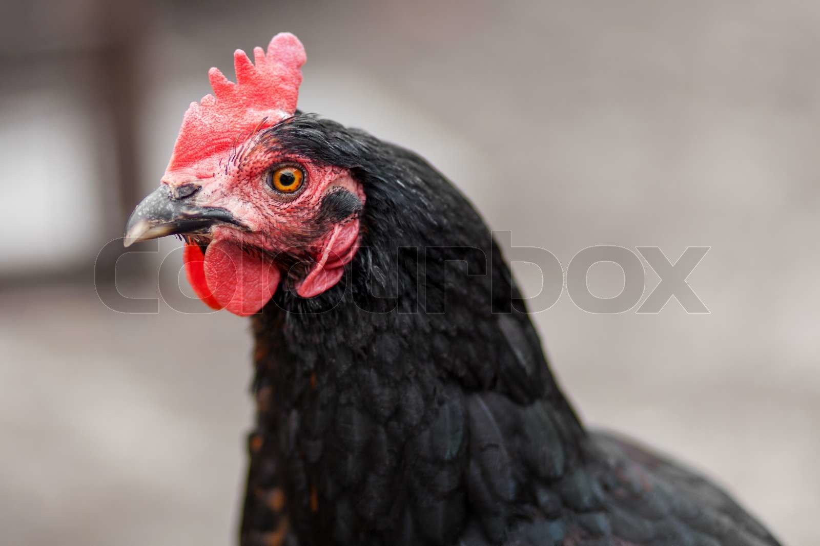 Black Hen | Stock image | Colourbox