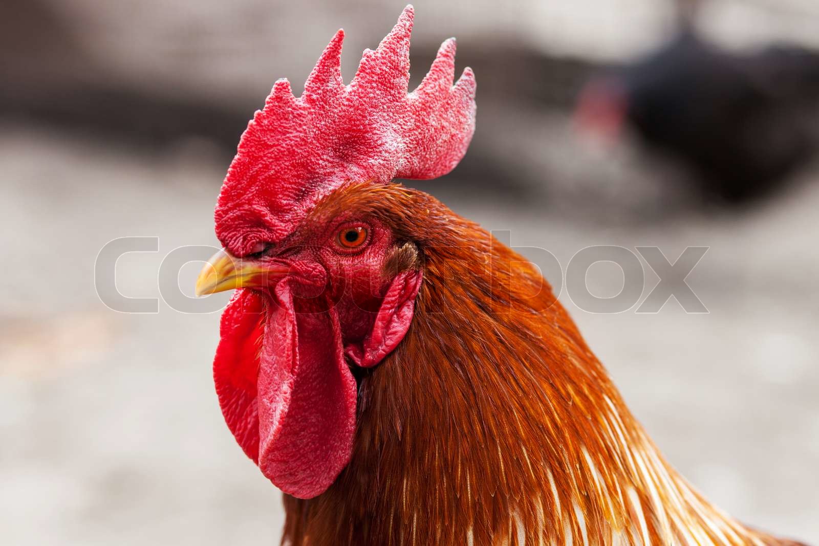 Red rooster | Stock image | Colourbox