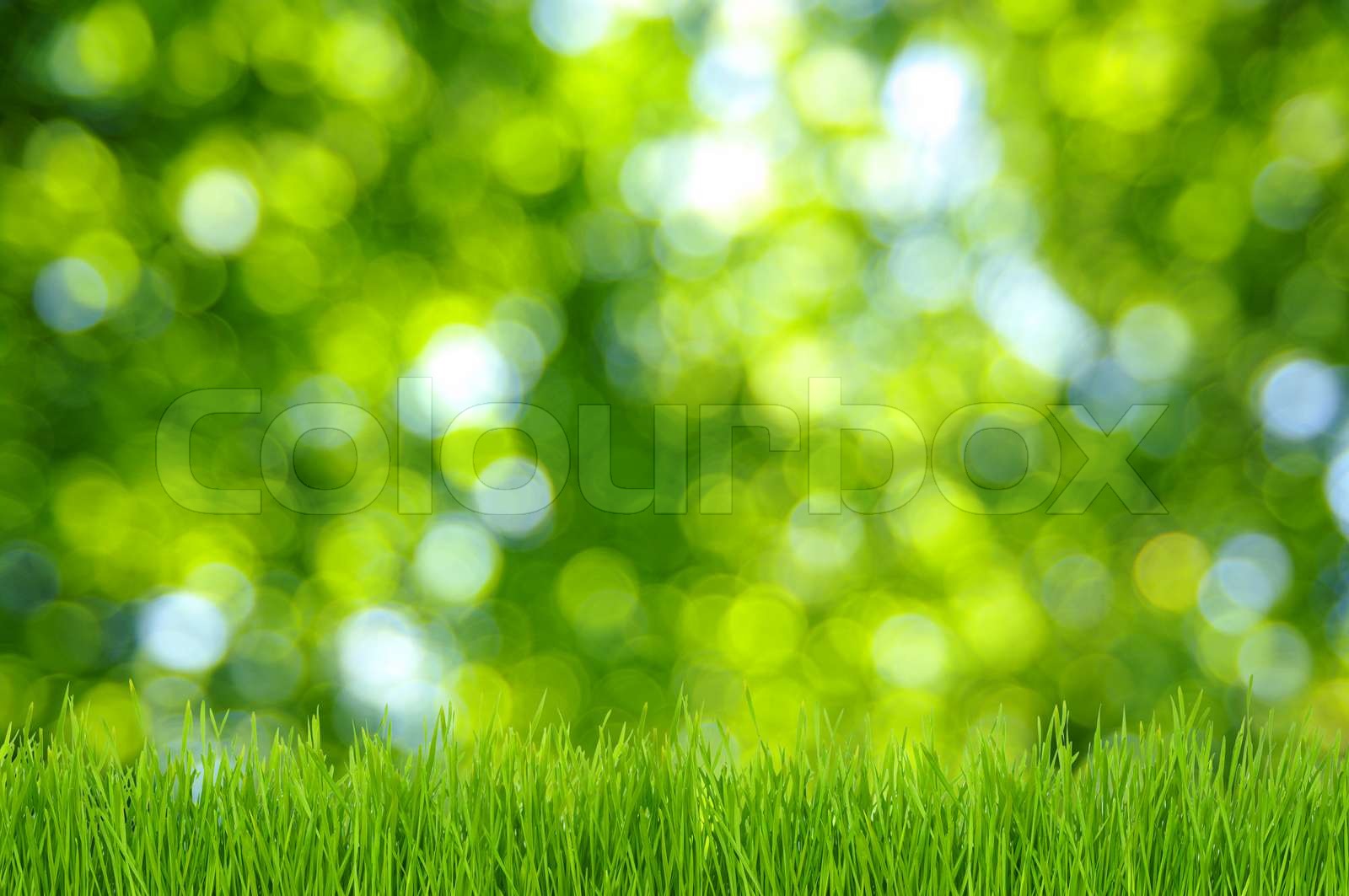 græs og sløret grøn baggrund | Stock foto | Colourbox