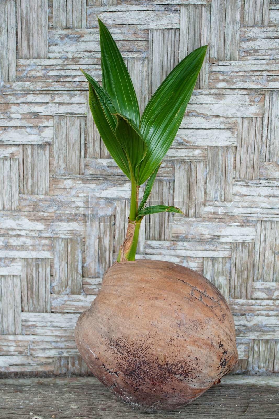 Coconut sprout | Stock image | Colourbox