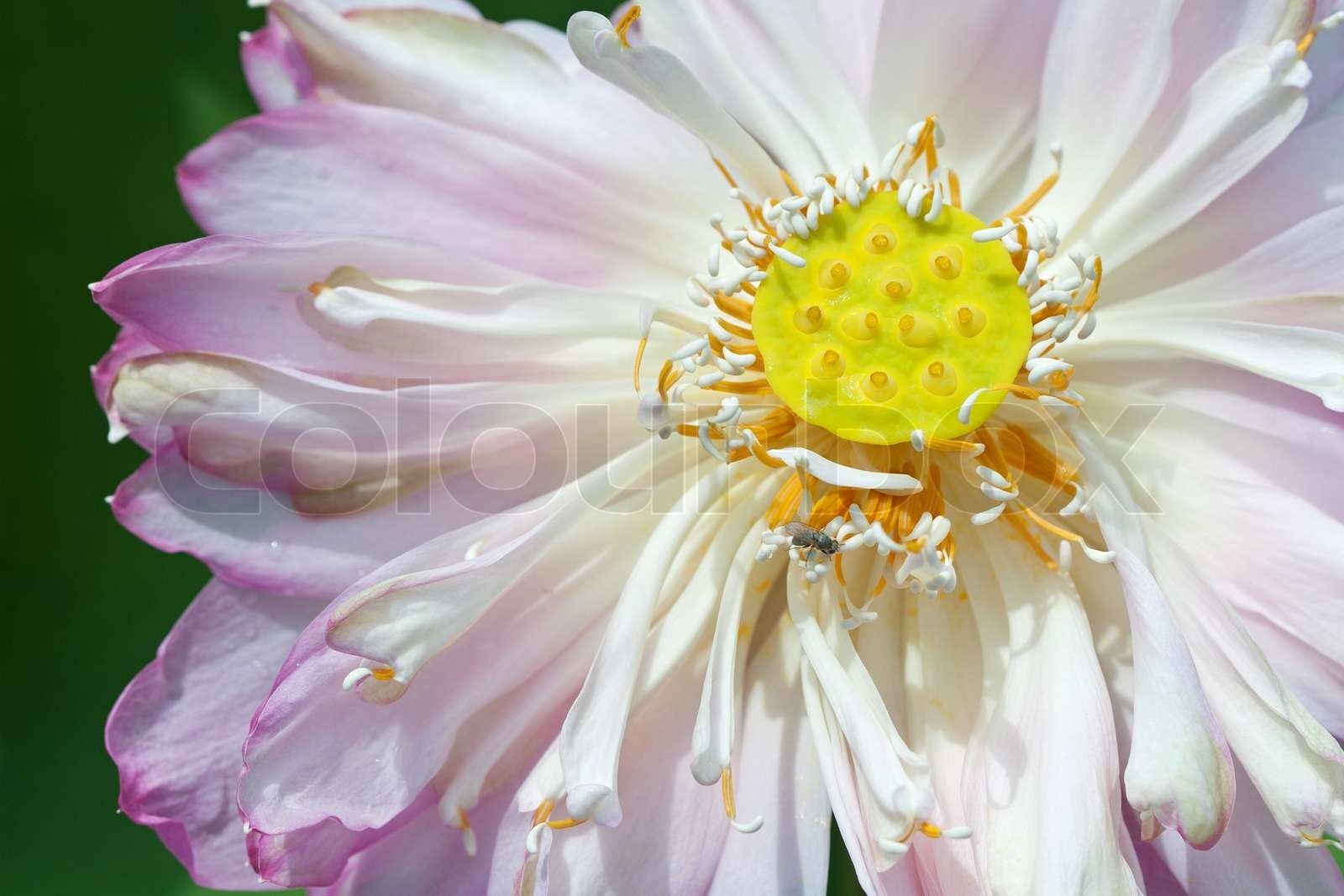 Beautiful flowers of a lotus | Stock image | Colourbox